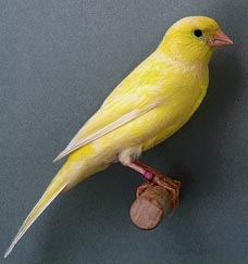 Die Berner Kanarien und ihre Geschichte